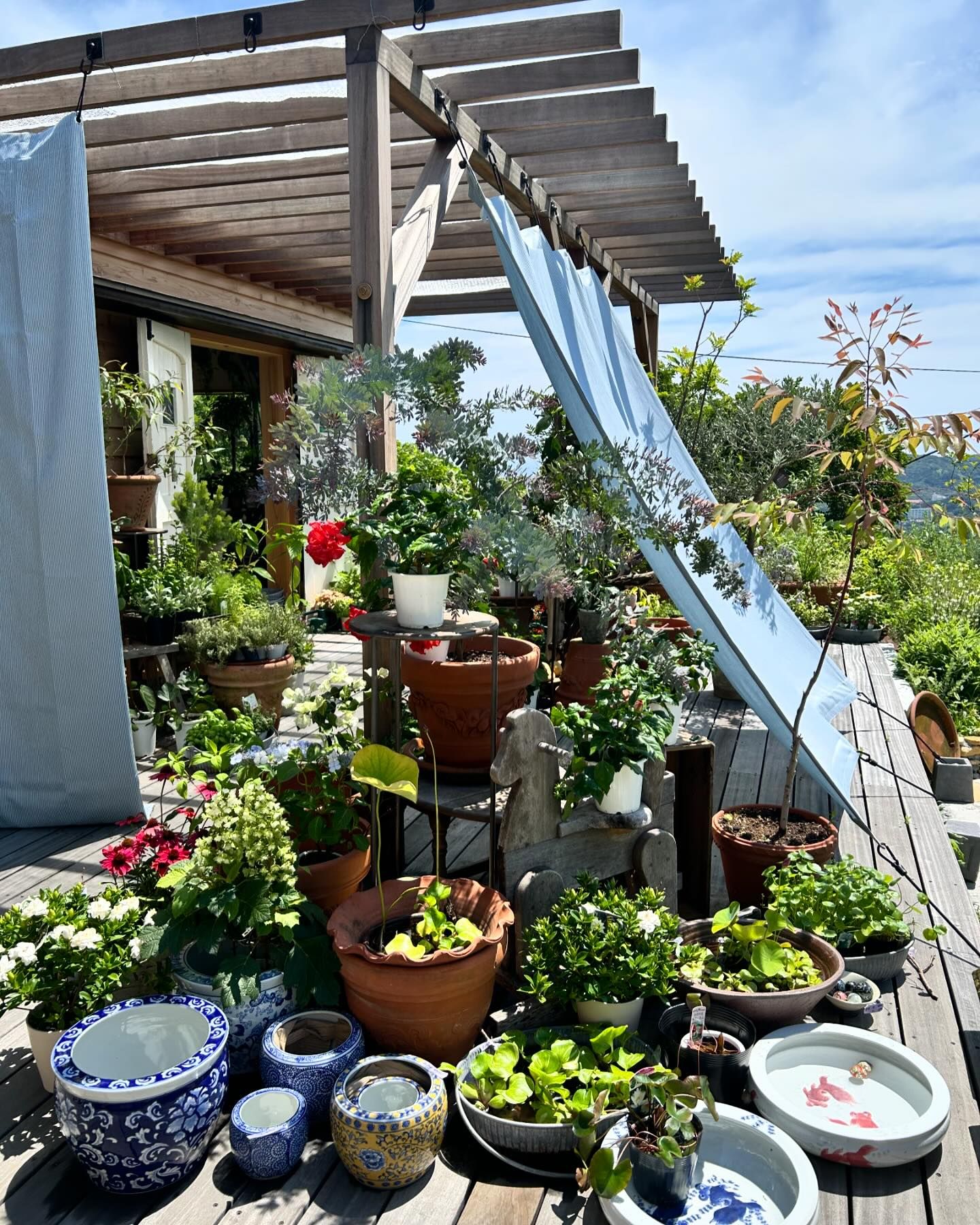 7月、8月はお休みいたします（ご予約のご来店は可） | foo-flo GARDEN | フーフロー・ガーデン